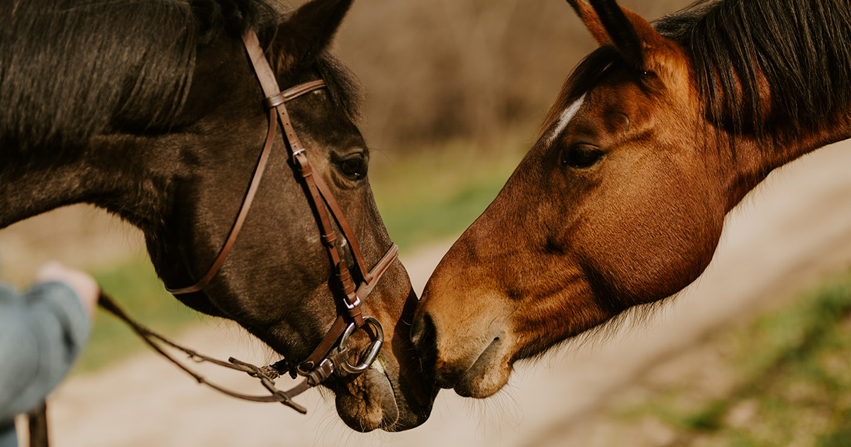 Try Horse Riding - Introductory Lessons Ages 7+